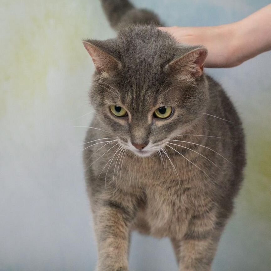 Кошка Мона из приюта жаждет ласки и тёплого дома