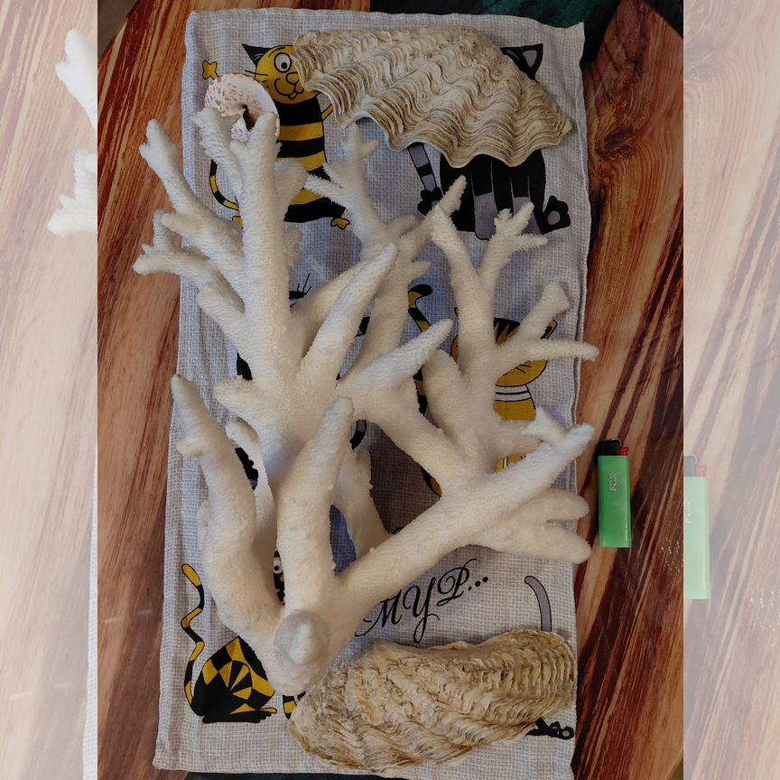 Коралл и раковины