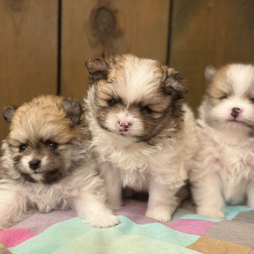 Немецкий шпиц(померанец)мини