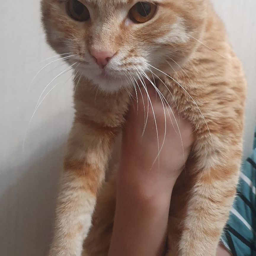 Отдам рыжего котика
