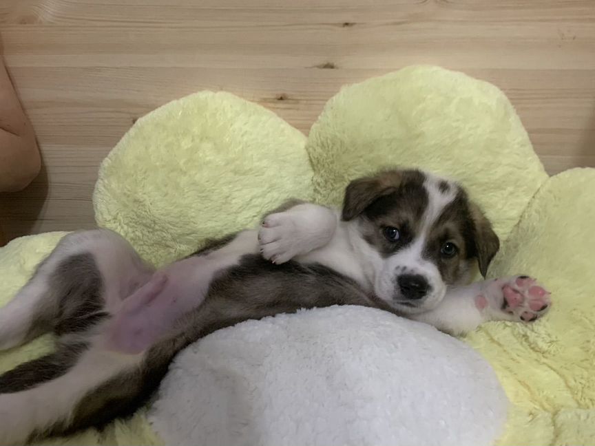 Спасенные щенки