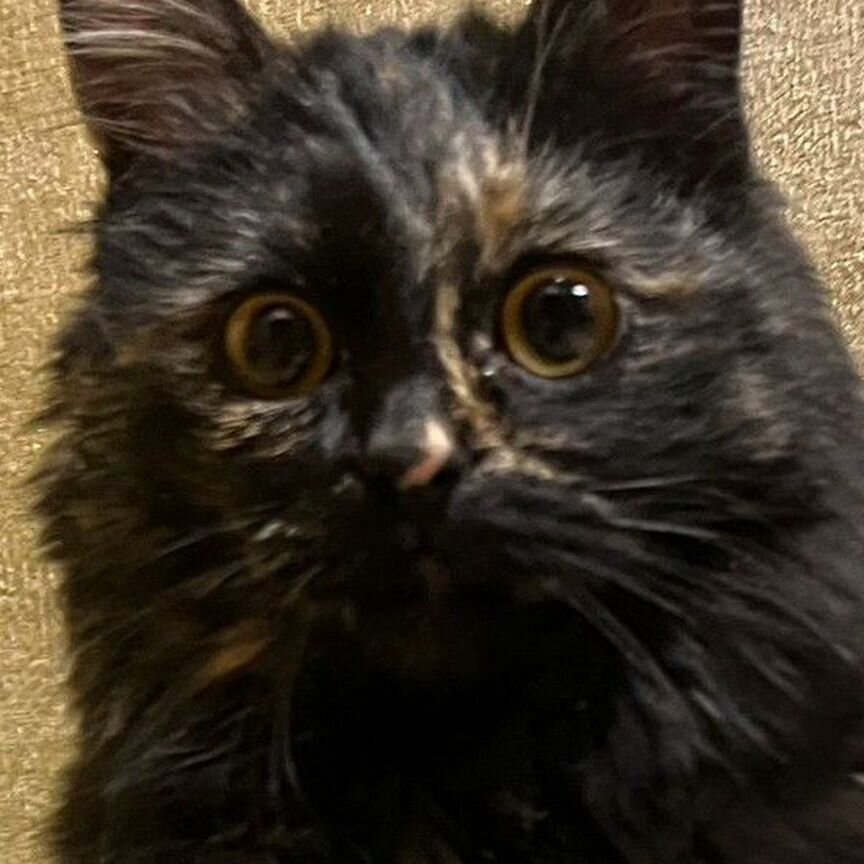 Домашний котёнок девочка