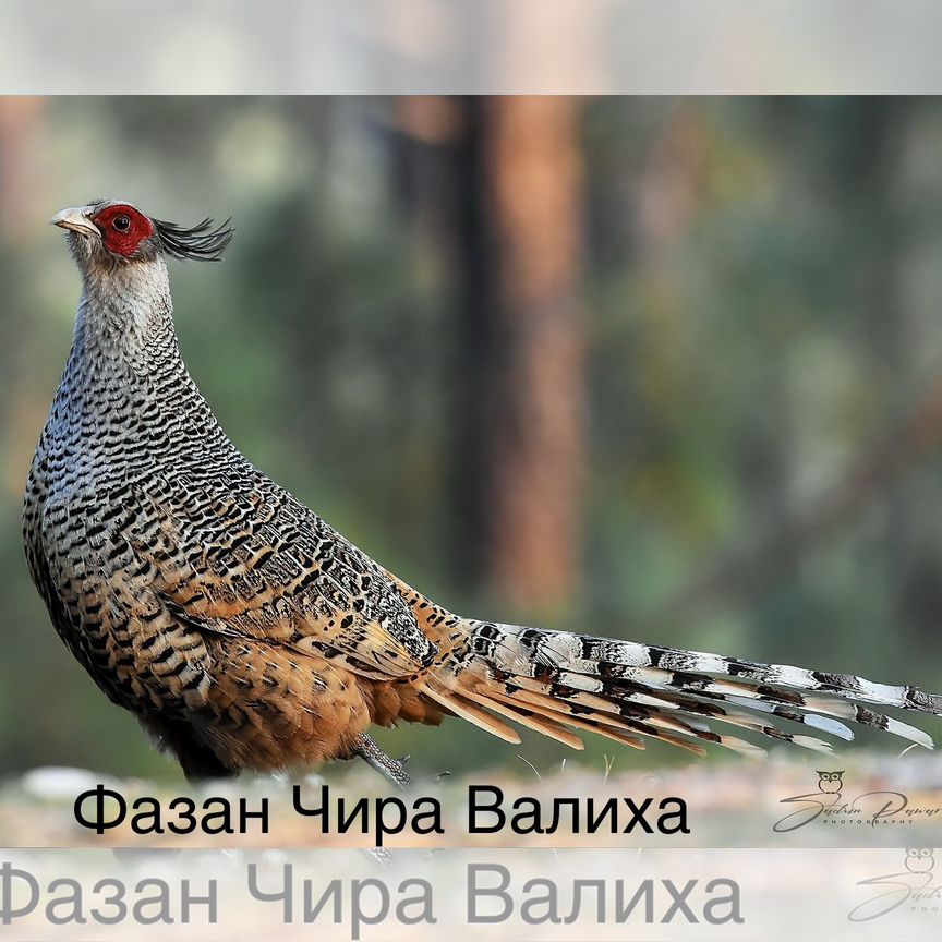Фазан Чира Валиха (чиир)