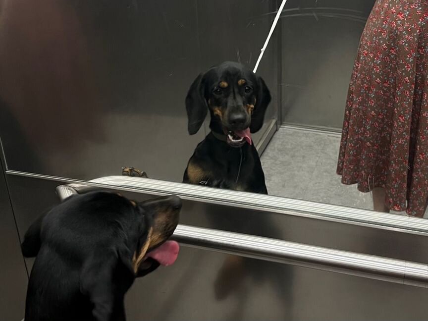 В знающие руки отдам охотничью собаку