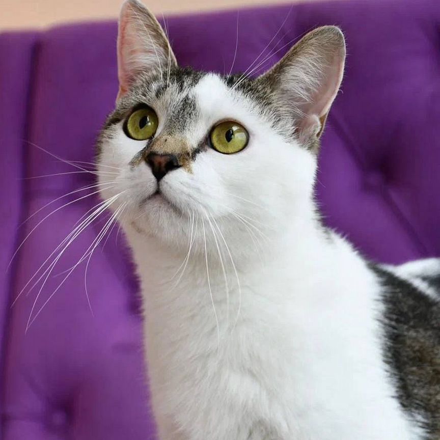 Взрослый кот в добрые руки