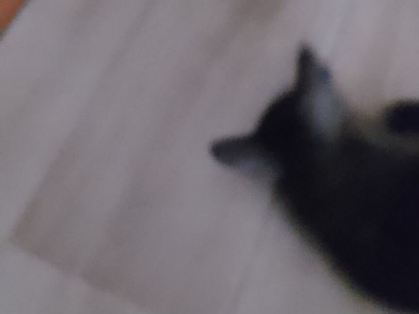 Отдам в добрые руки котят