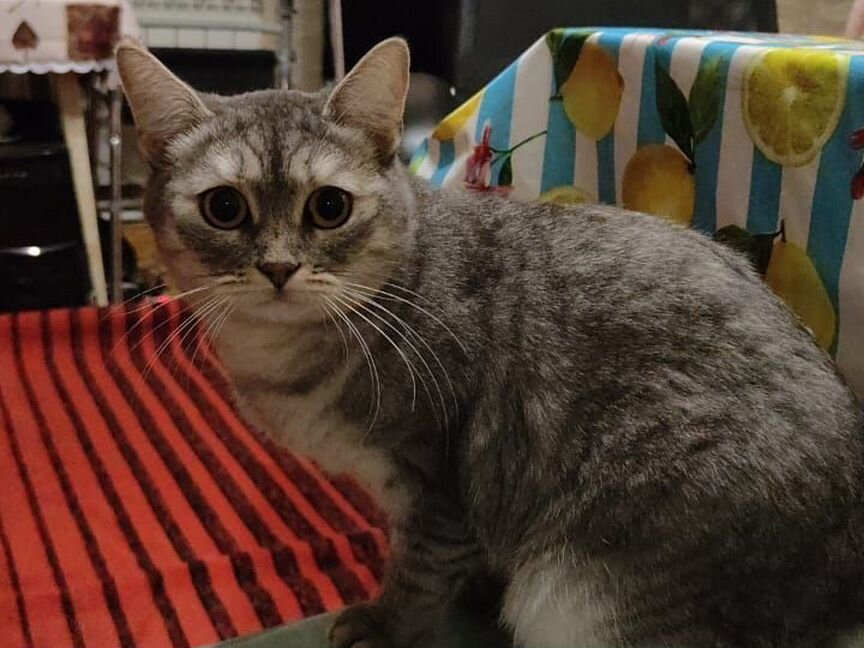 Кошка в дар бесплатно