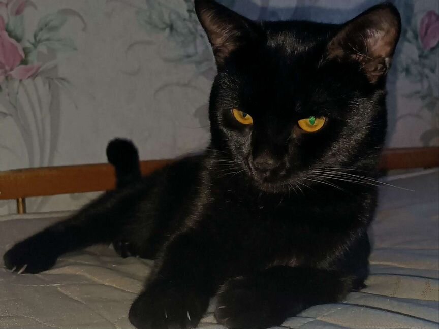 Котёнок Мышелов