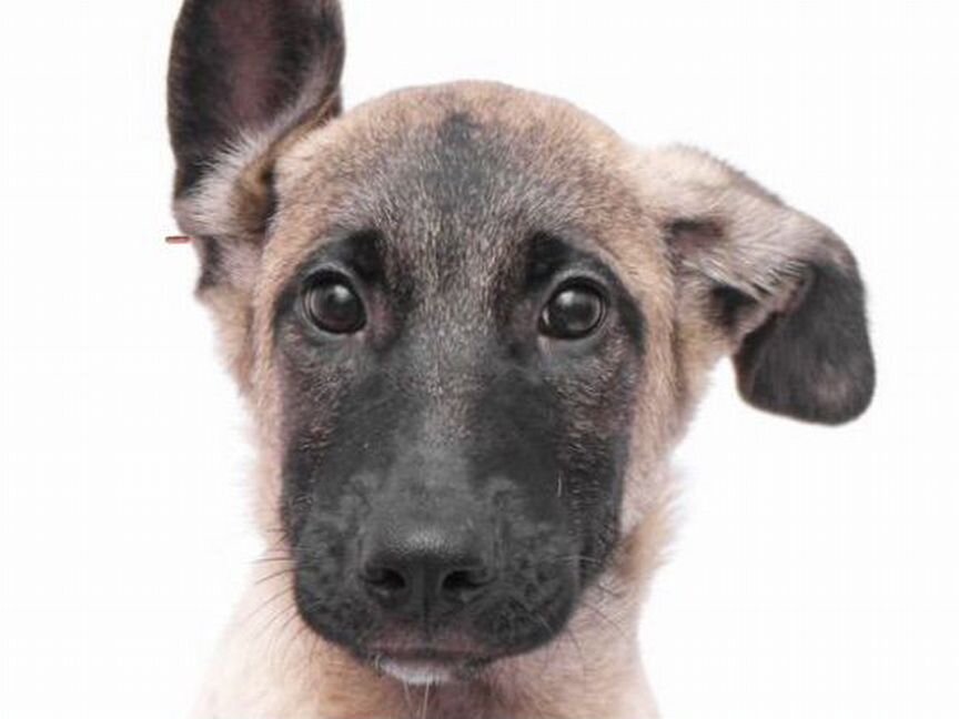 Шурик. Метис Бельгийская овчарка. В дар