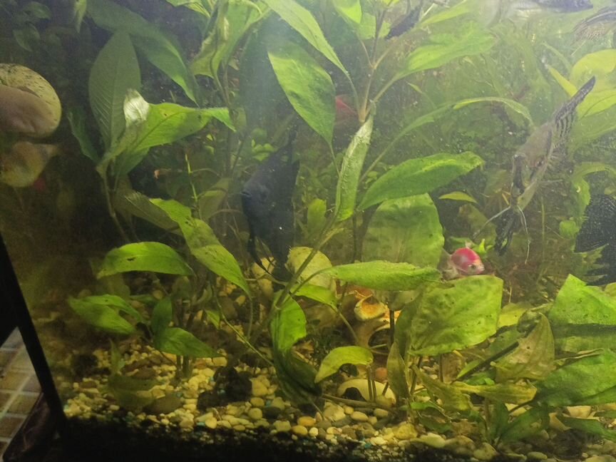 Аквариумное растение