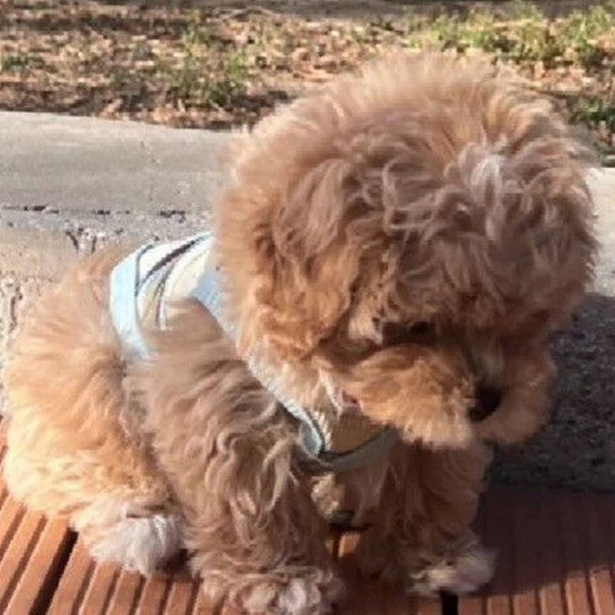 Мальтипу, щенок