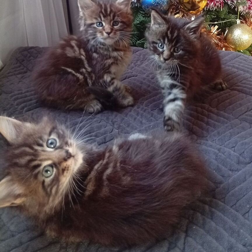 Мейн-кун котёнок