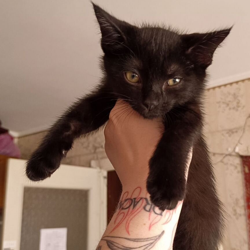 Котёнок в добрые руки