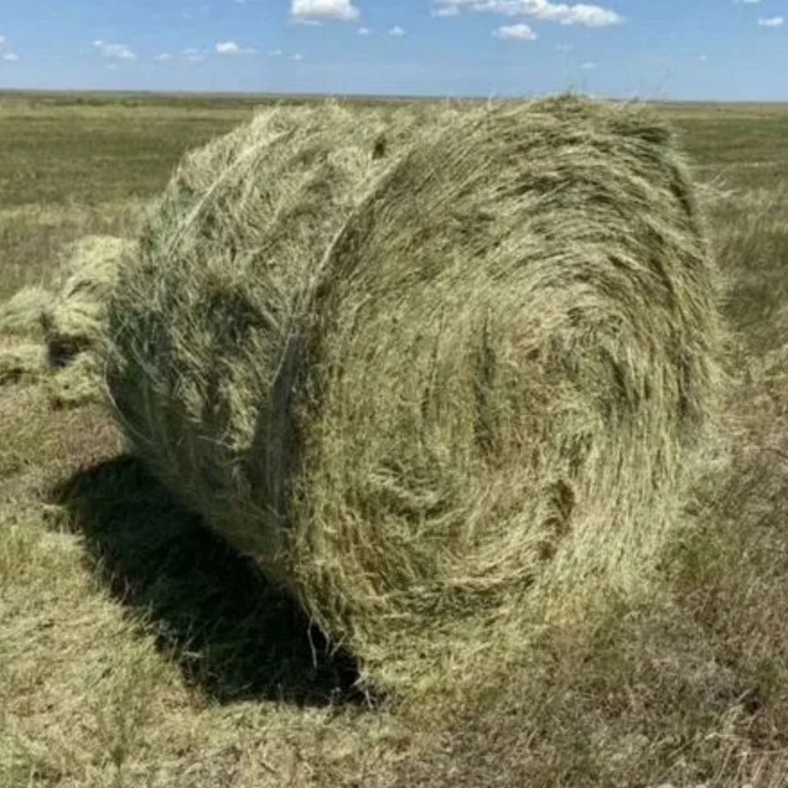 Сено в рулонах