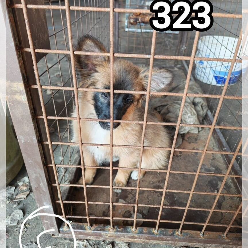 Взрослая собака в добрые руки