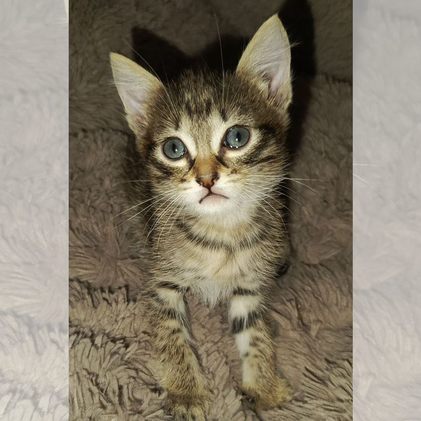 Котёнок отличается от брата теменной шерстью