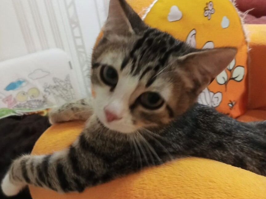 Котенок мальчик Сеня -4мес