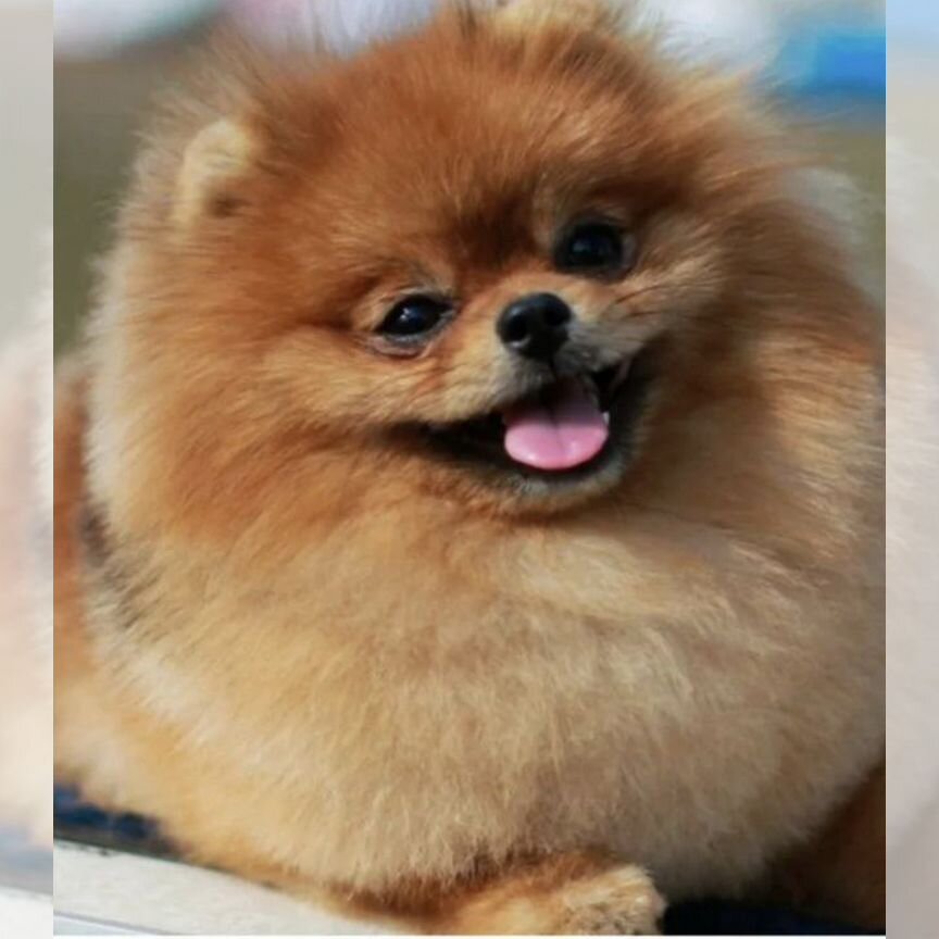 Померанский шпиц, взрослый пёс