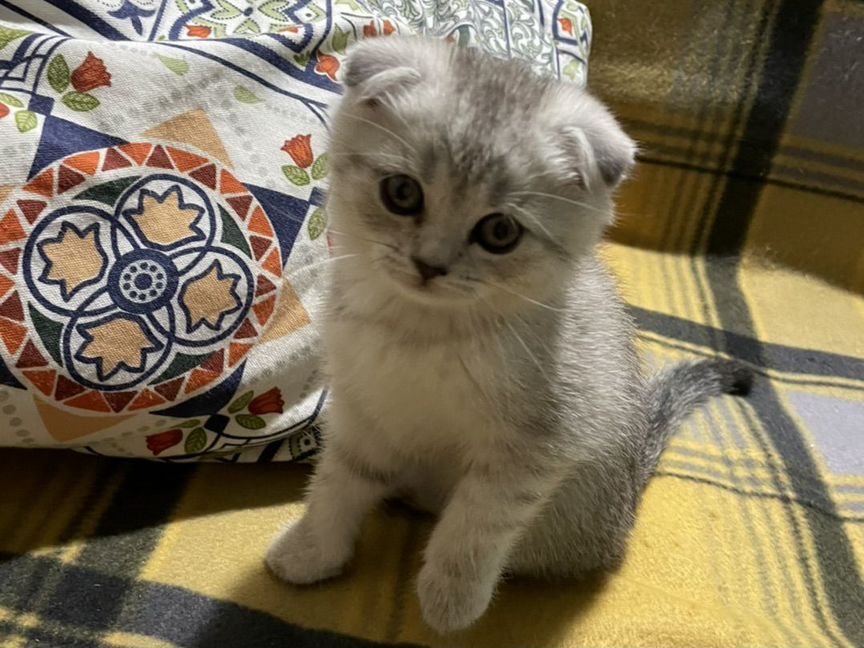 Шотландская вислоухая