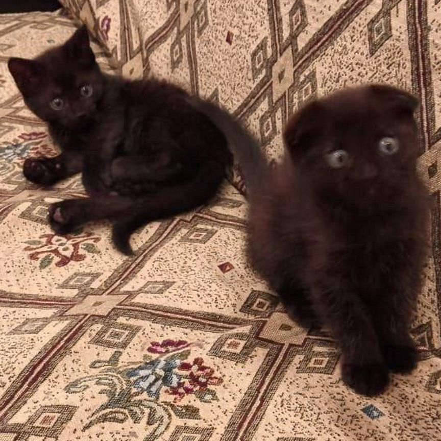 Шотландские котики