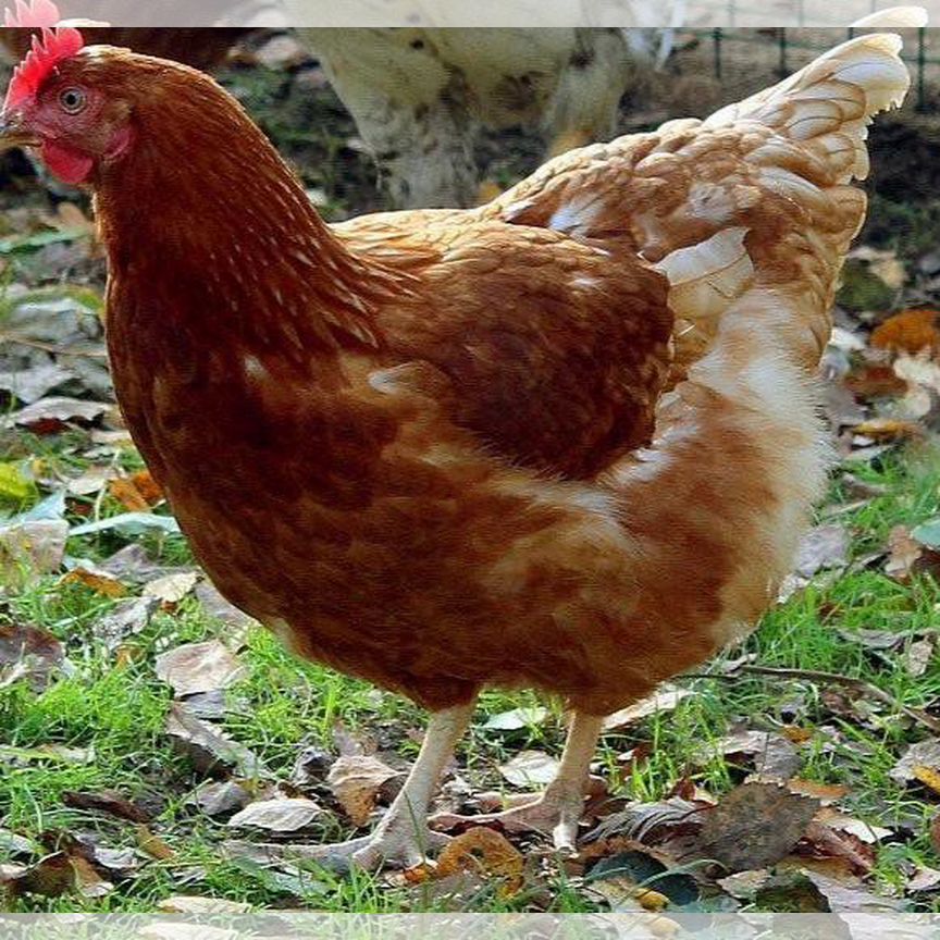 Куры несушки