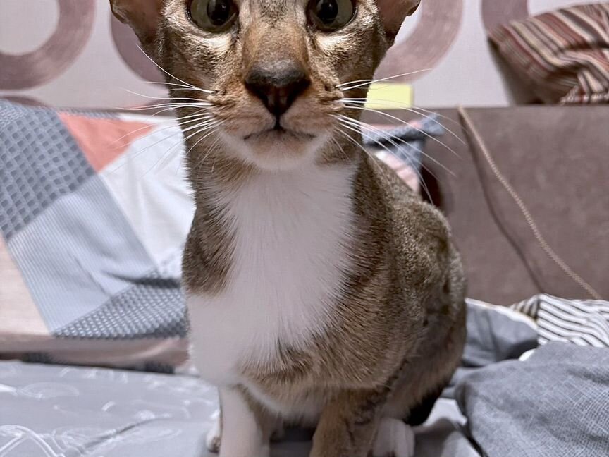 Ориентальная кошка в добрые руки