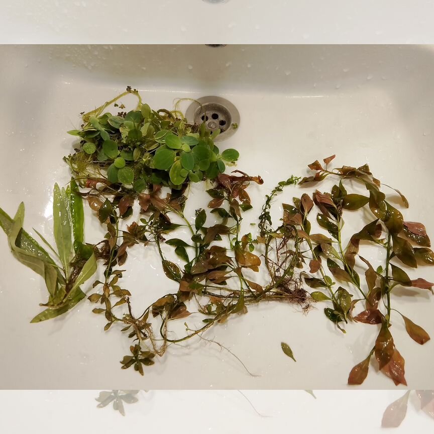 Аквариумное растение