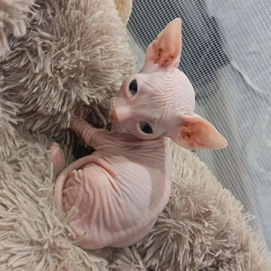 Донской сфинкс котёнок