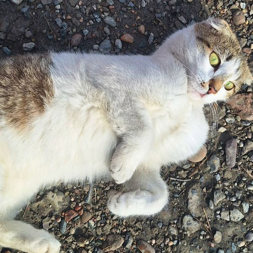 Шотландская вислоухая короткошёрстная, взрослая кошка