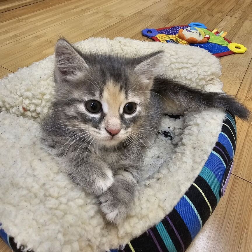 Котёнок, многоцветка, девочка, кошечка 3 мес