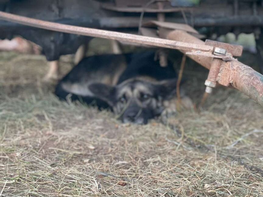 Овчарка в добрые руки для охраны