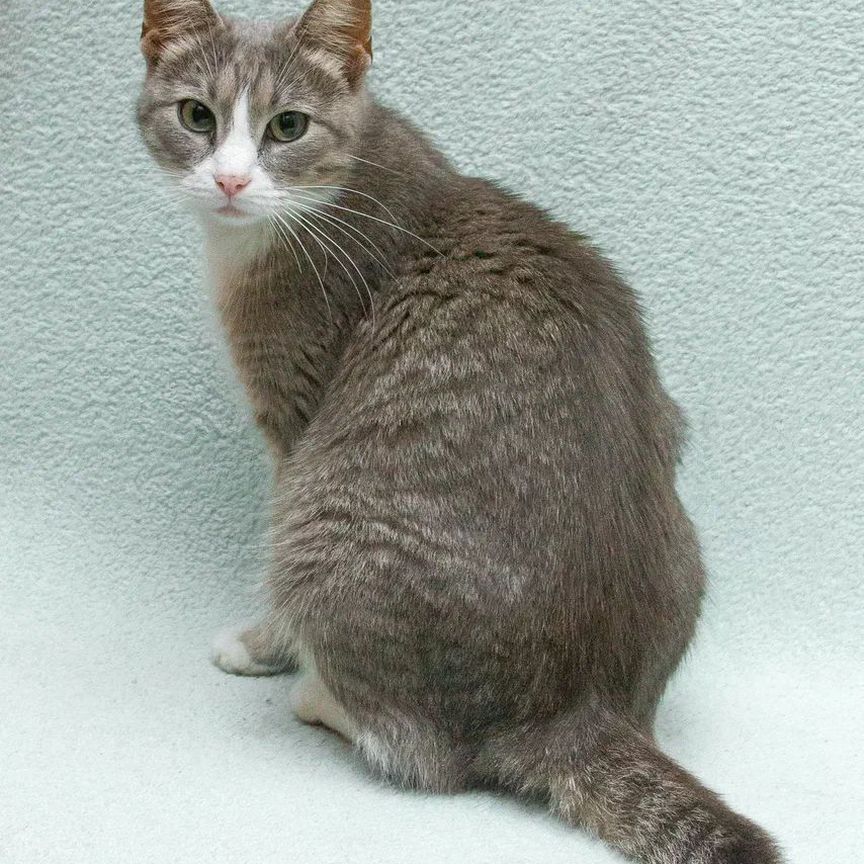 Изящная кошка ищет дом