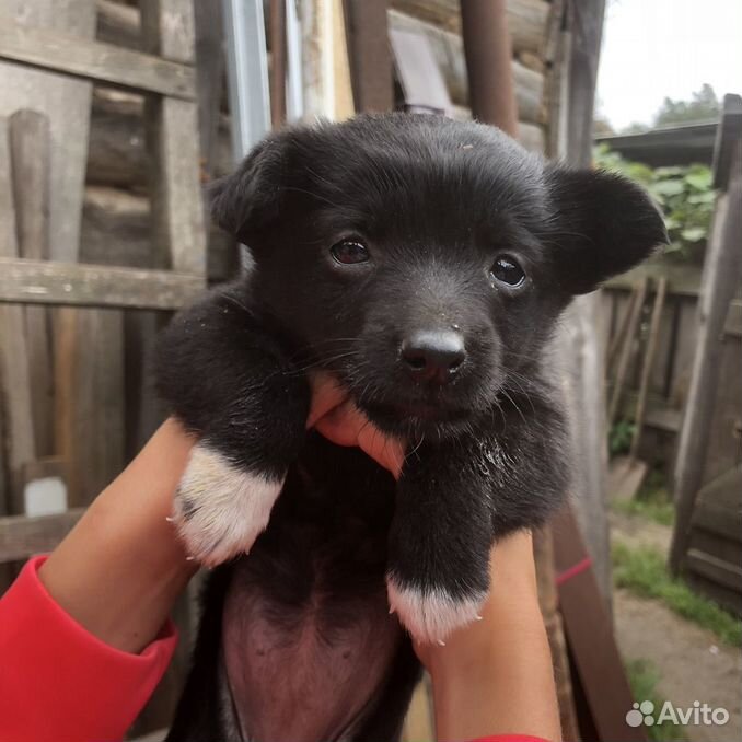 Щеночек девочка