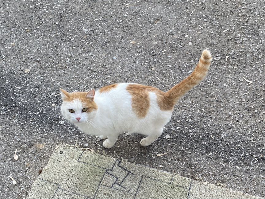 Котик