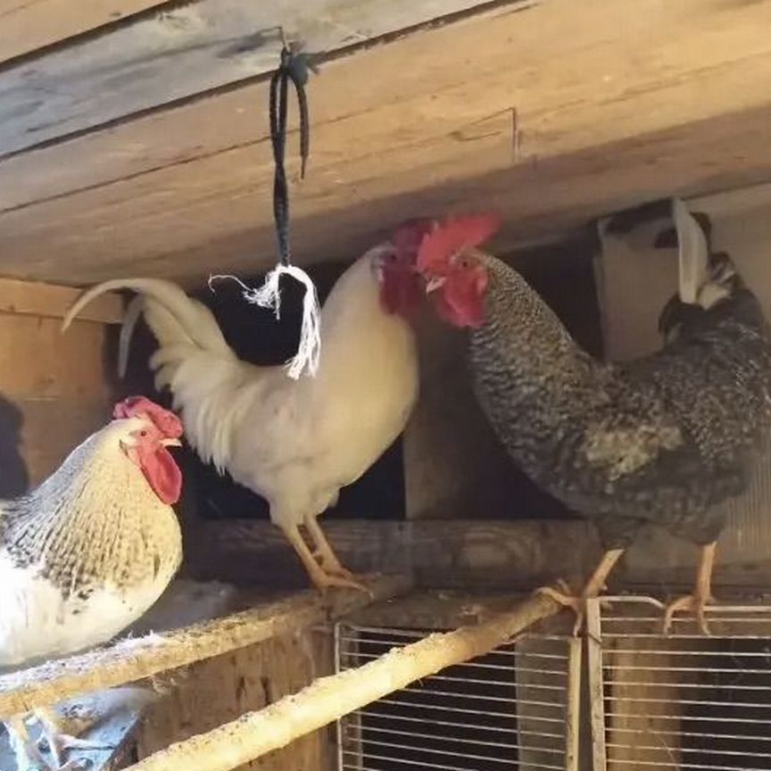 Петухи 9 месяцев