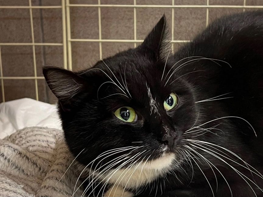 Кошечка с трагической судьбой в добрые руки