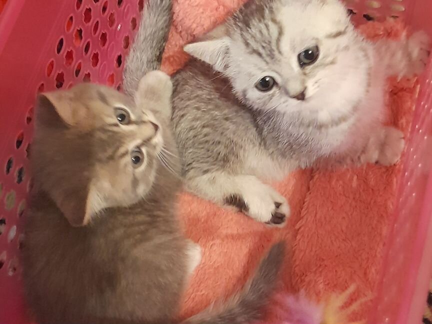 Мальчики - шиншилки, серебро и голубое золото