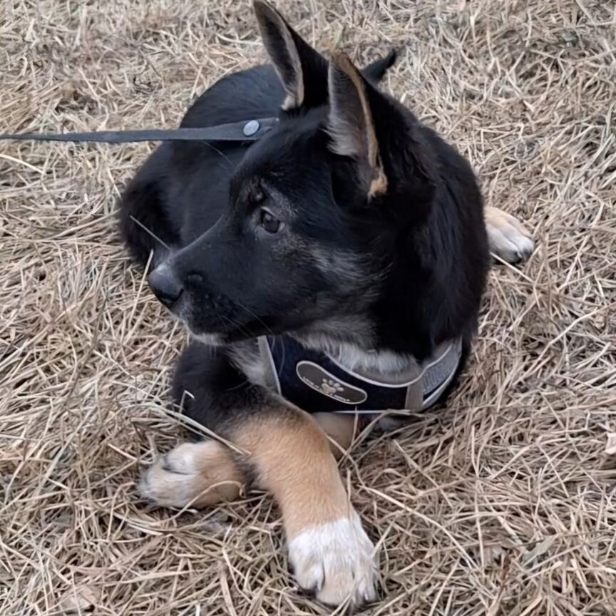 Щенок в добрые руки