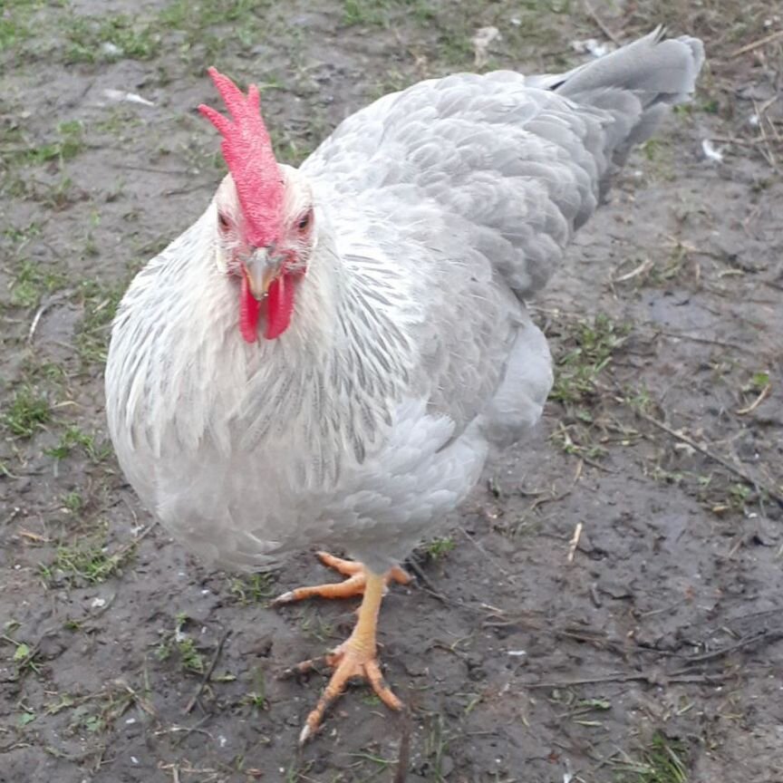 Петух и Курочка Легорн Изобелла