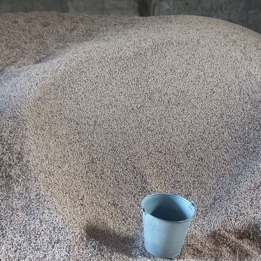 Горох кормовой