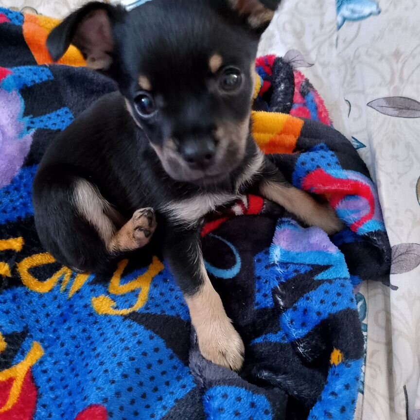 Продам щенка той-терьер девочка