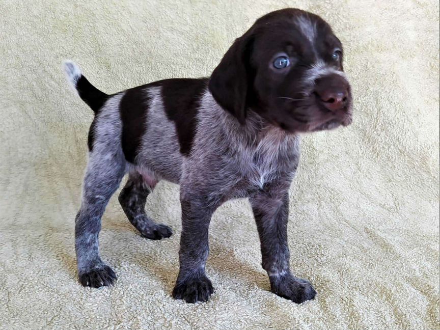 Щенки дратхаара