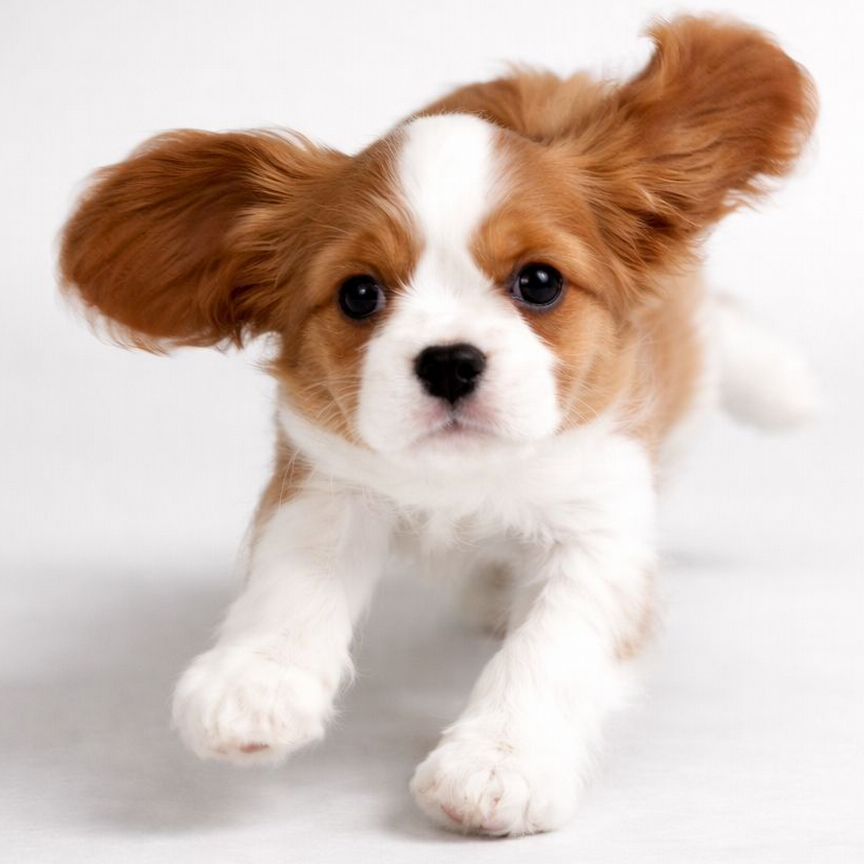 Кавалер кинг-чарльз-спаниель, щенок