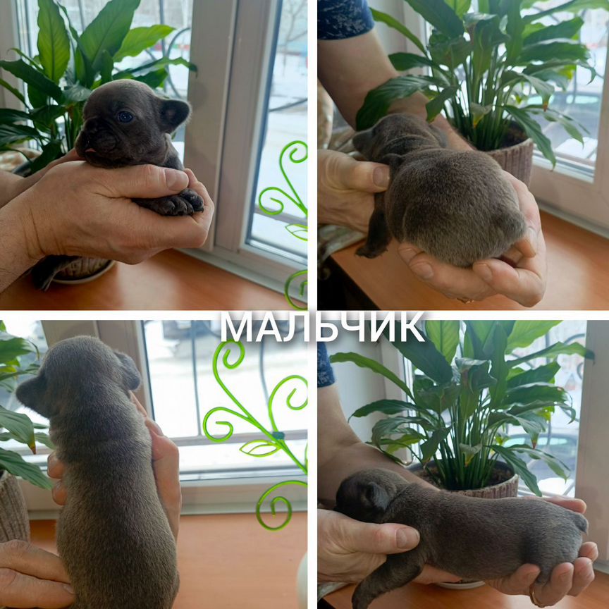 Французский бульдог голубой окрас