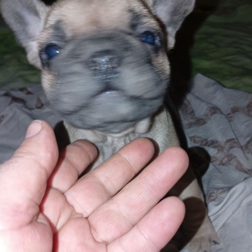 Французский бульдог, щенок