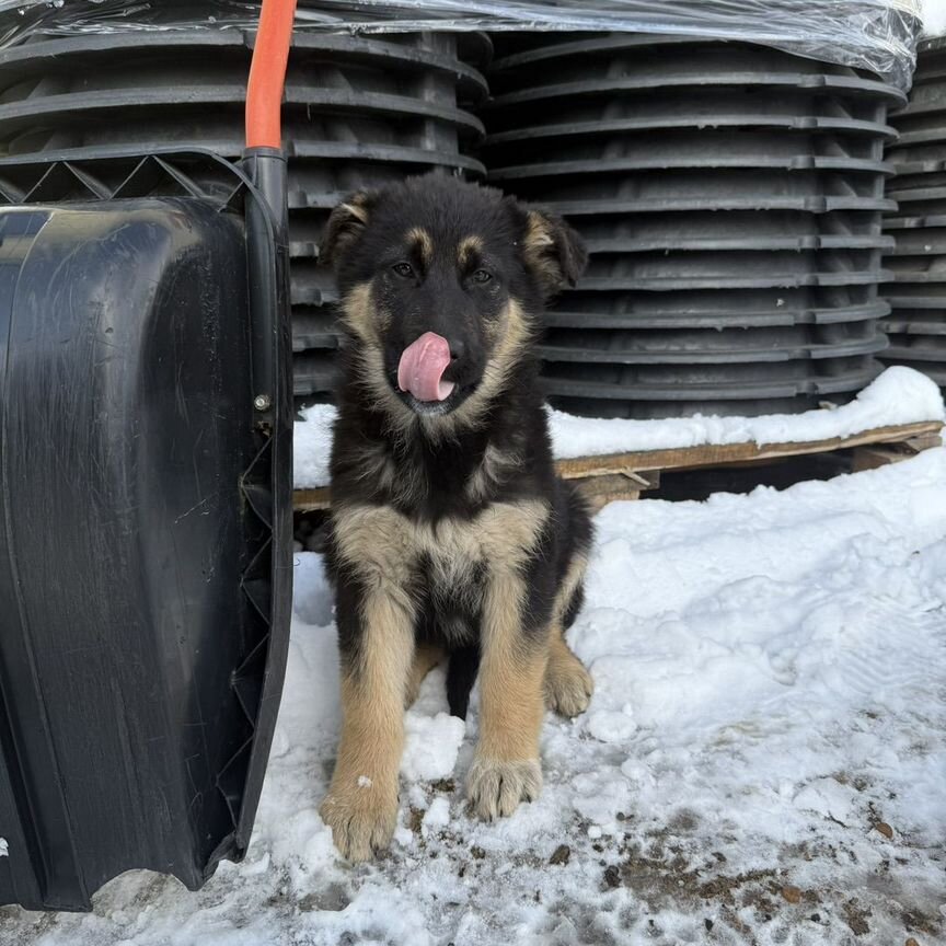 Отдам в добрые руки
