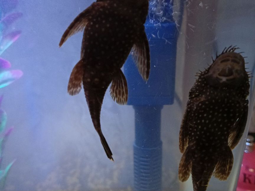 Аквариумные рыбки