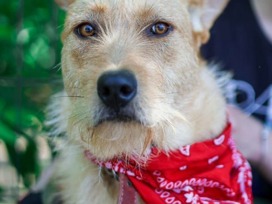 Собака малыш Вуди из приюта Некрасовка