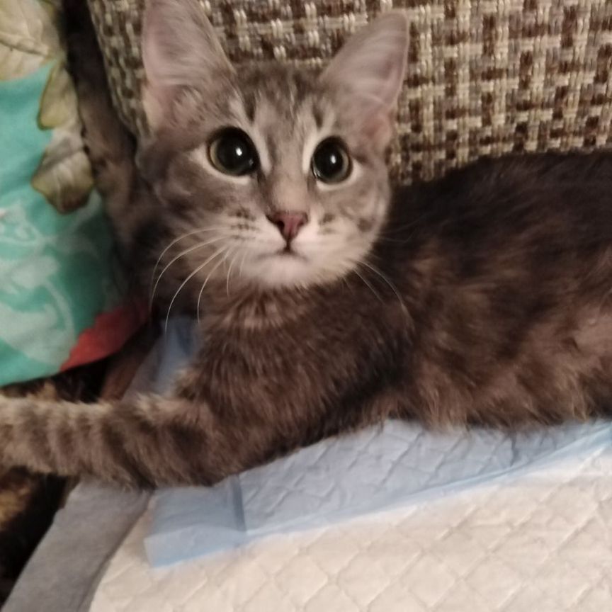 Котёнок в добрые руки