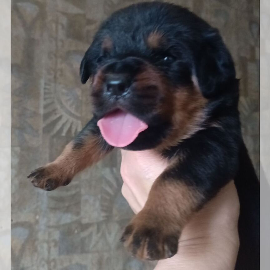 Ротвейлер, щенок